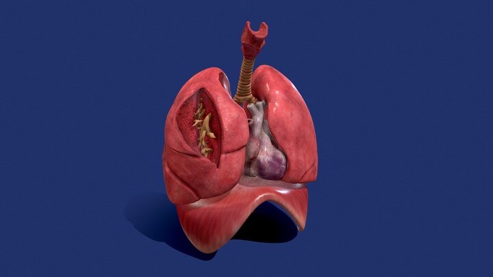 ArtStation - Respiratory System ANIMATION - body anatomy