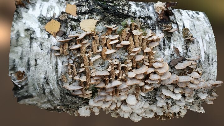 ArtStation - Mushrooms and fungus growing on tree trunk