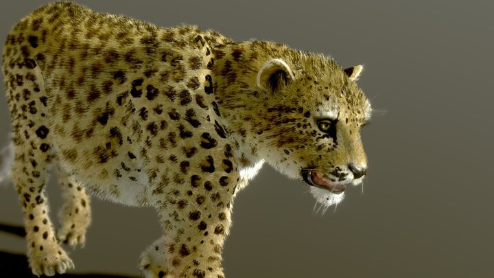 ArtStation - Arabian Leopard & Panther