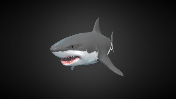 ArtStation - Shark with animations