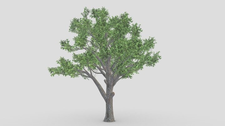 ArtStation - Sugar Maple Tree- 02