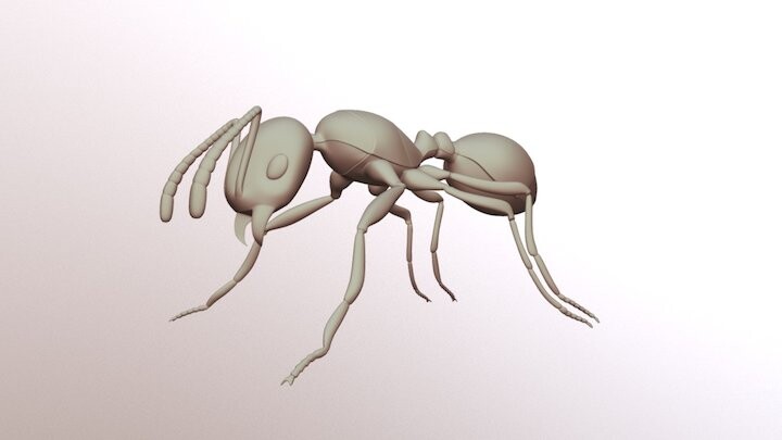 ArtStation - Ant subdivision model