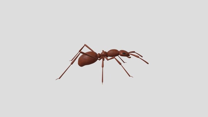 ArtStation - Ant