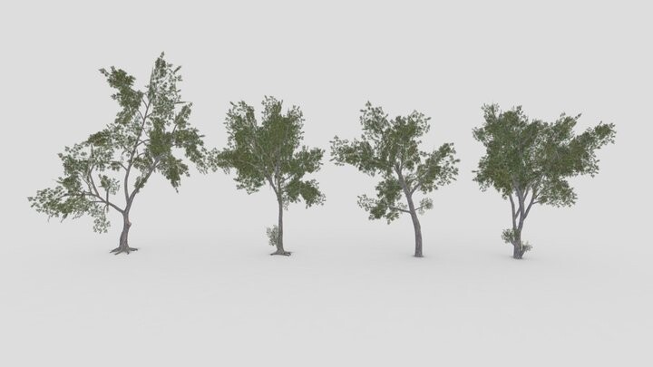 ArtStation - Conocarpus Tree- Pack- 02