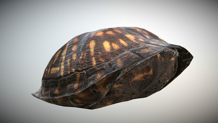 ArtStation - North American Box Turtle