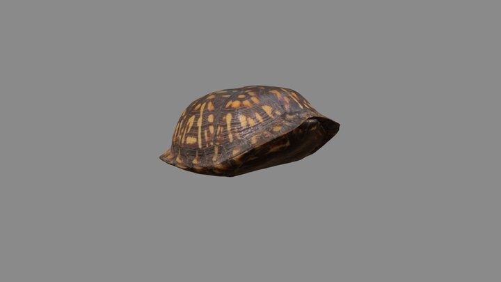 ArtStation - turtle shell photogrammetry