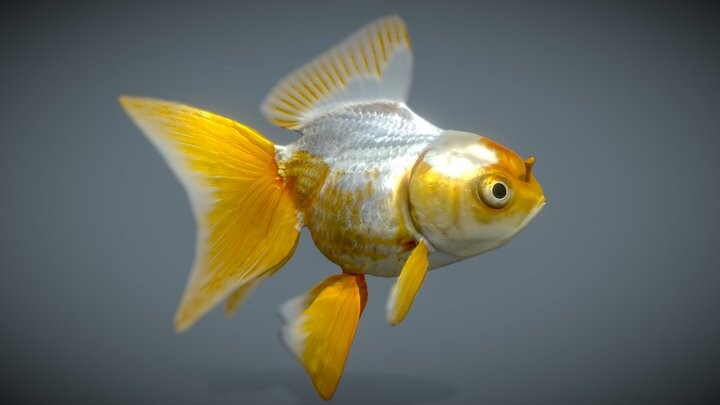 ArtStation - Goldfish_Variety-5