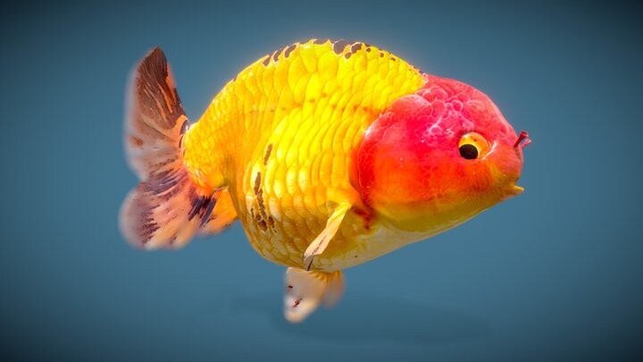 ArtStation - Goldfish_Variety-4