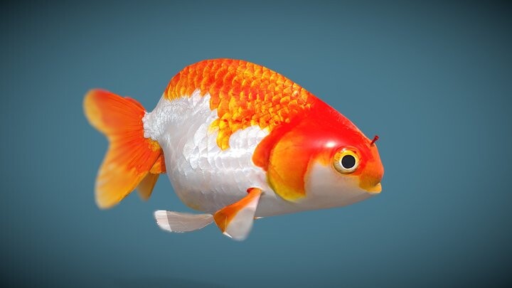 ArtStation - Goldfish_Variety-3
