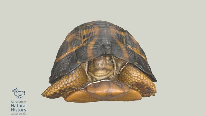 ArtStation - Spider Tortoise - 3D scan - Oxford University Museum of ...