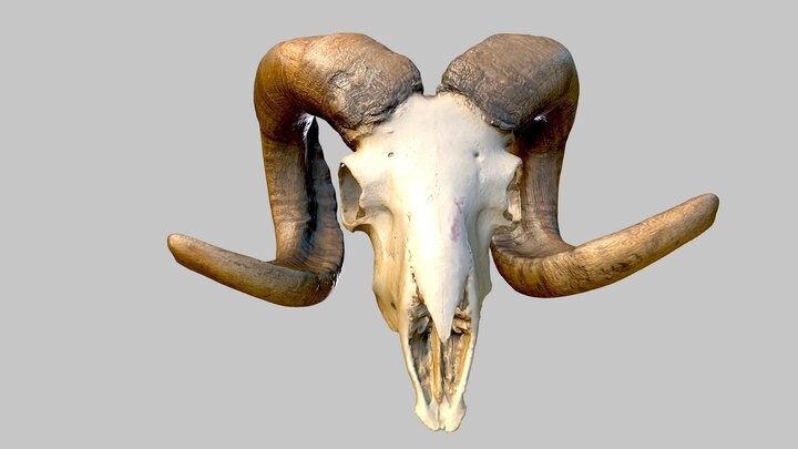 ArtStation - Sheep Skull