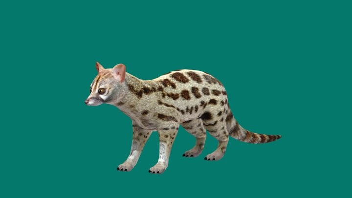 ArtStation - Genet Animal Gameready