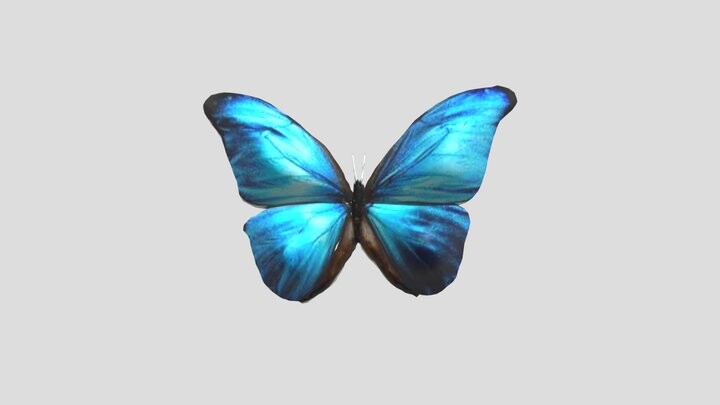 ArtStation - 3d butterfly