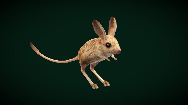 ArtStation - Long-eared Jerboa Rodent