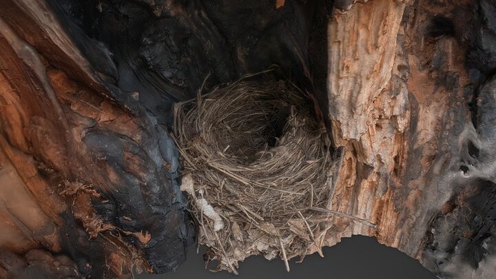 ArtStation - Tree hollow bird nest free scan