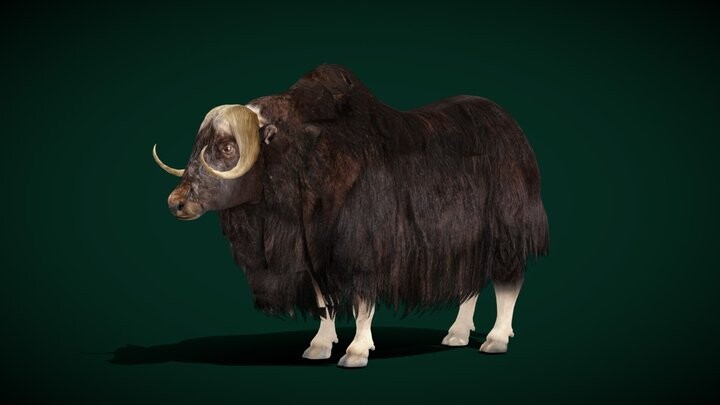 ArtStation - Musk Ox Animal Hoofed Mammal