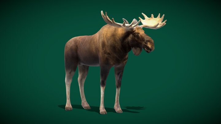 ArtStation - Eurasian Elk Moose Mammal (Low Poly)