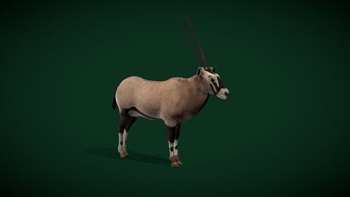 ArtStation - Gemsbok Oryx Antelope (LowPoly)