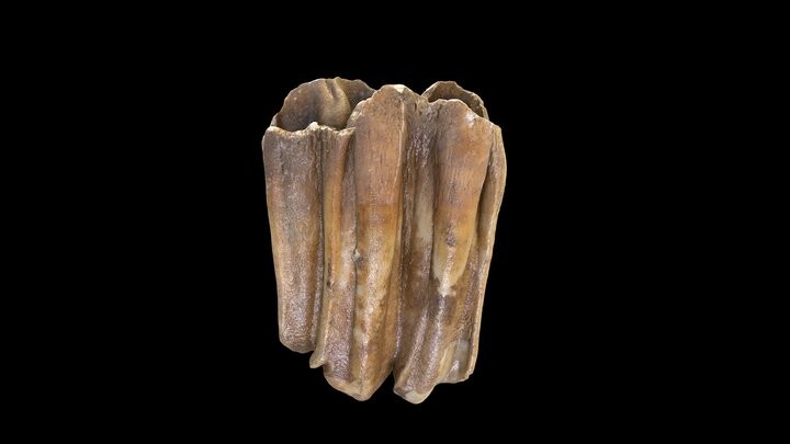 ArtStation - Bison Tooth Fossil