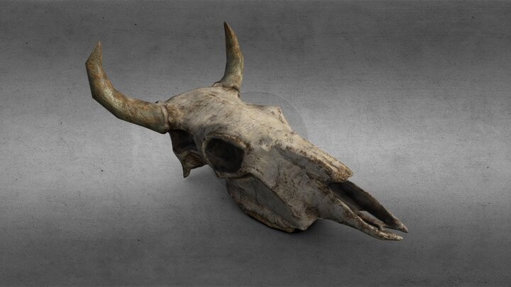 ArtStation - Dirty Cow Skull