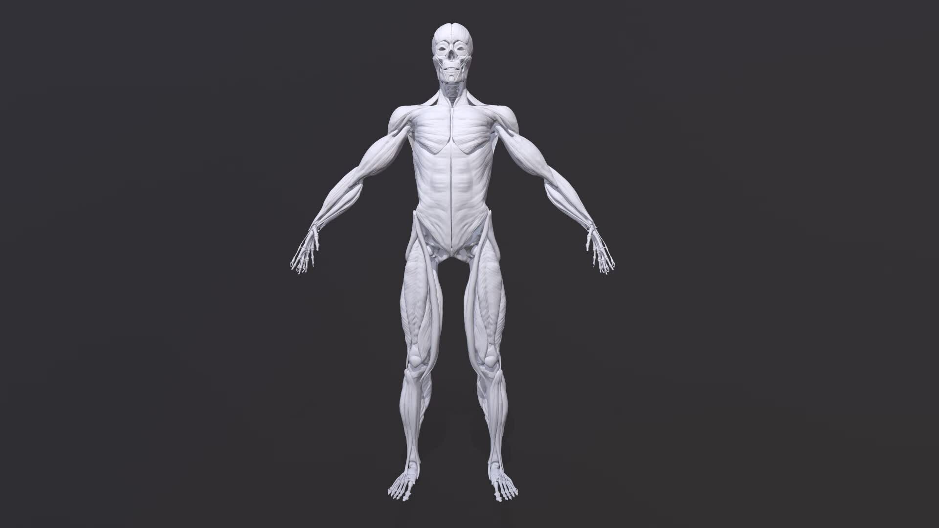 ArtStation - Ecorche: Anatomy Study