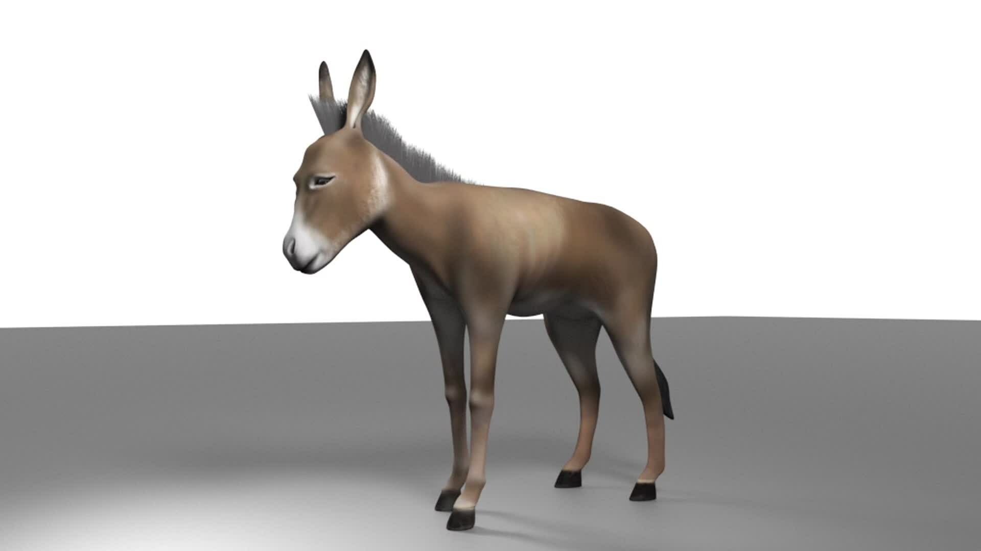 ArtStation - Donkey- additional animations