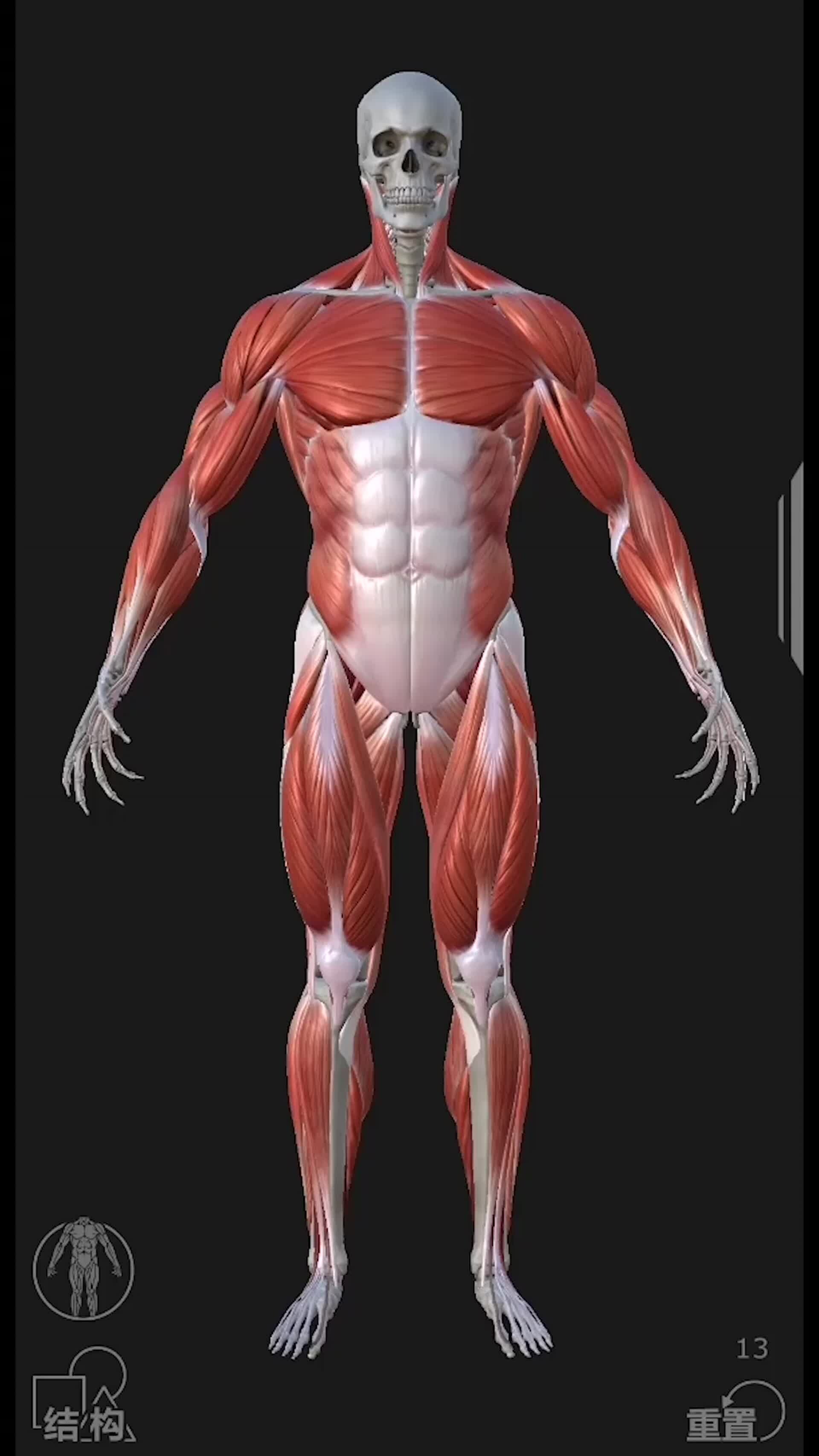 ArtStation - Anatomy RealTime - Final Released