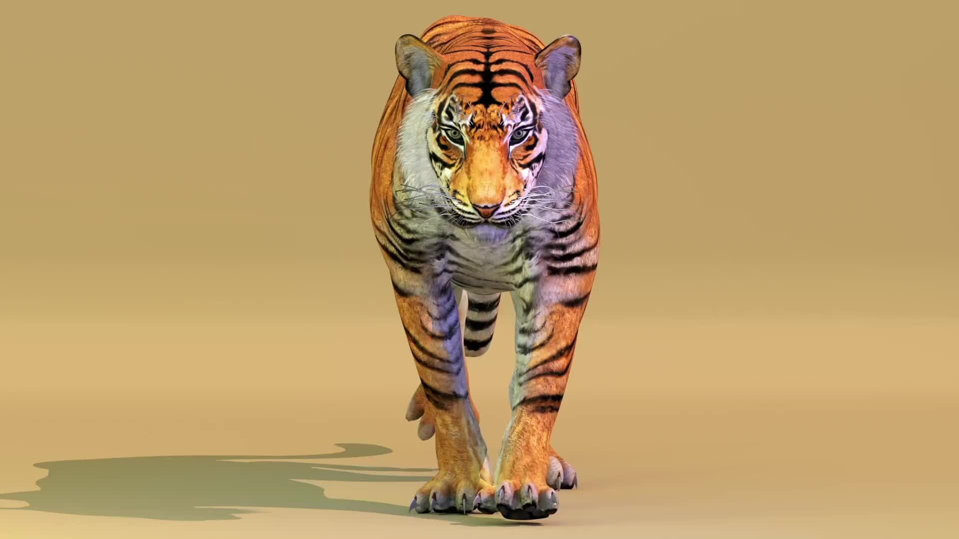 ArtStation - Tigre Animation