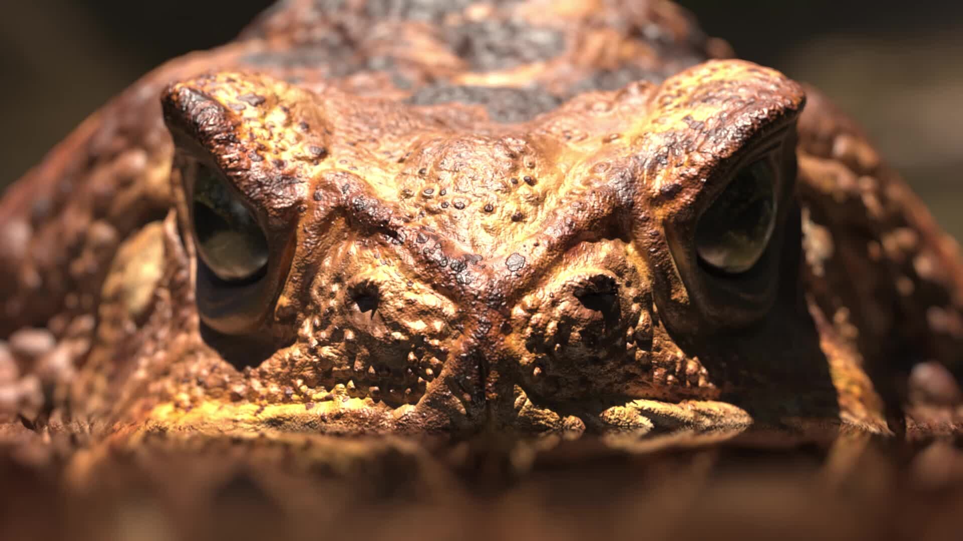 ArtStation - Cane Toad