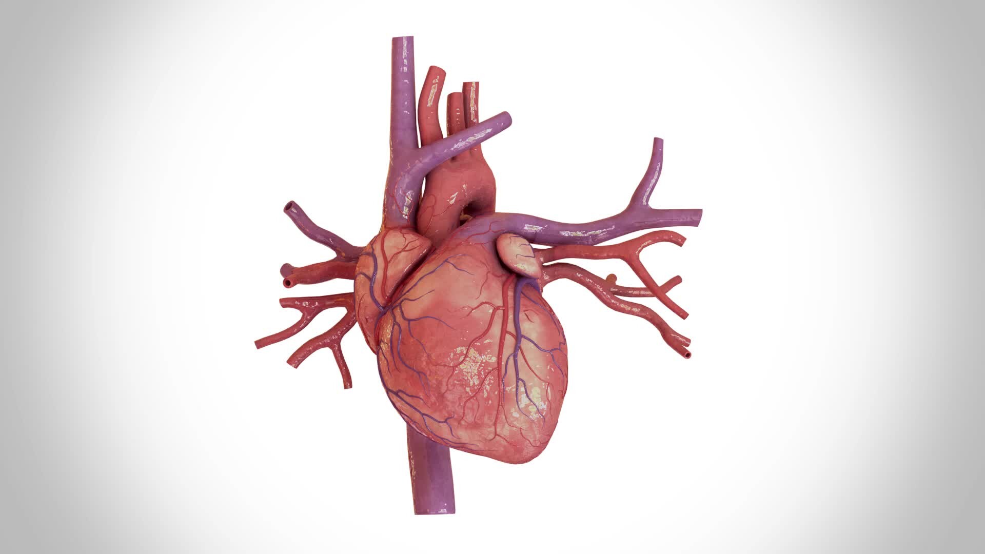 ArtStation - Human Heart Animated