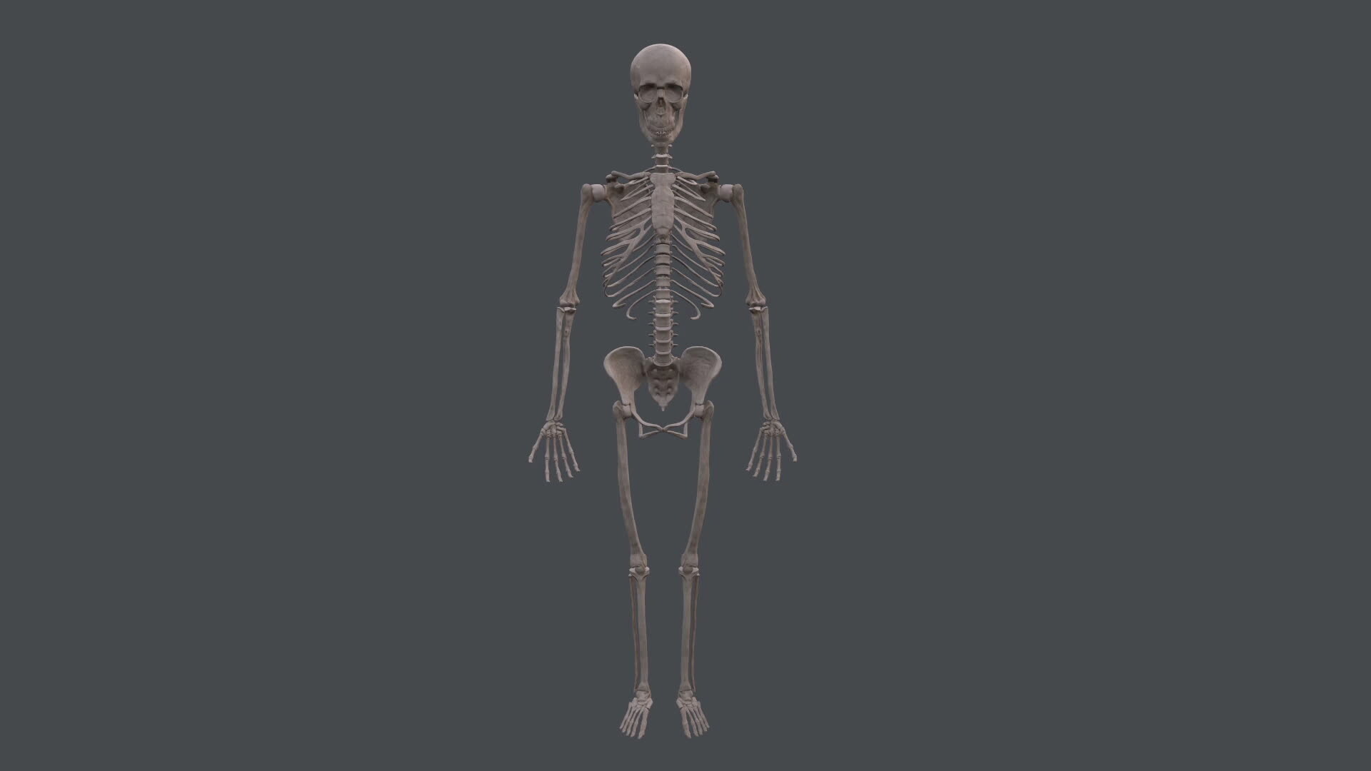 ArtStation - Full_skelton_3D_model