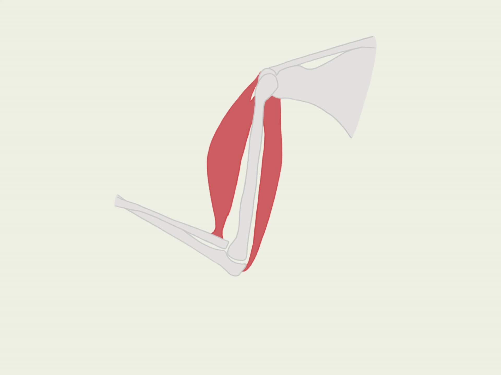 ArtStation - Muscle animation