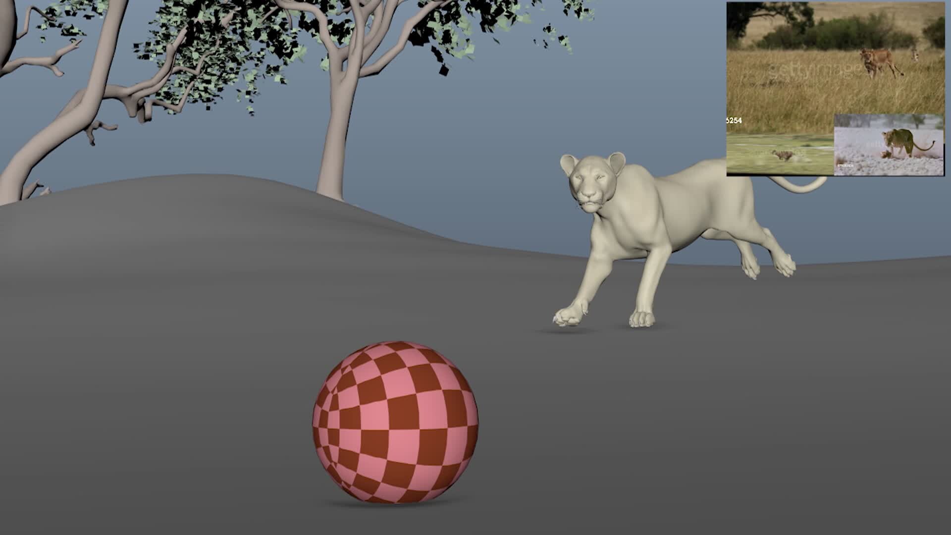 ArtStation - Realistic Lion Running, Chasing after Ball 3D Animation