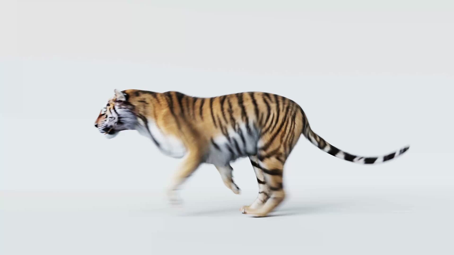 ArtStation - Tiger Run Cycle