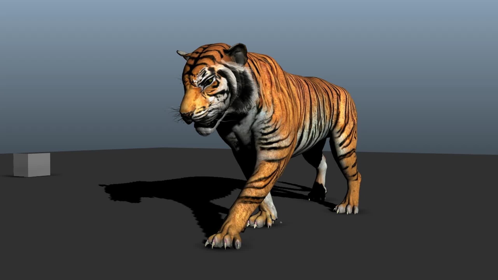 ArtStation - First try - Tiger walk cycle