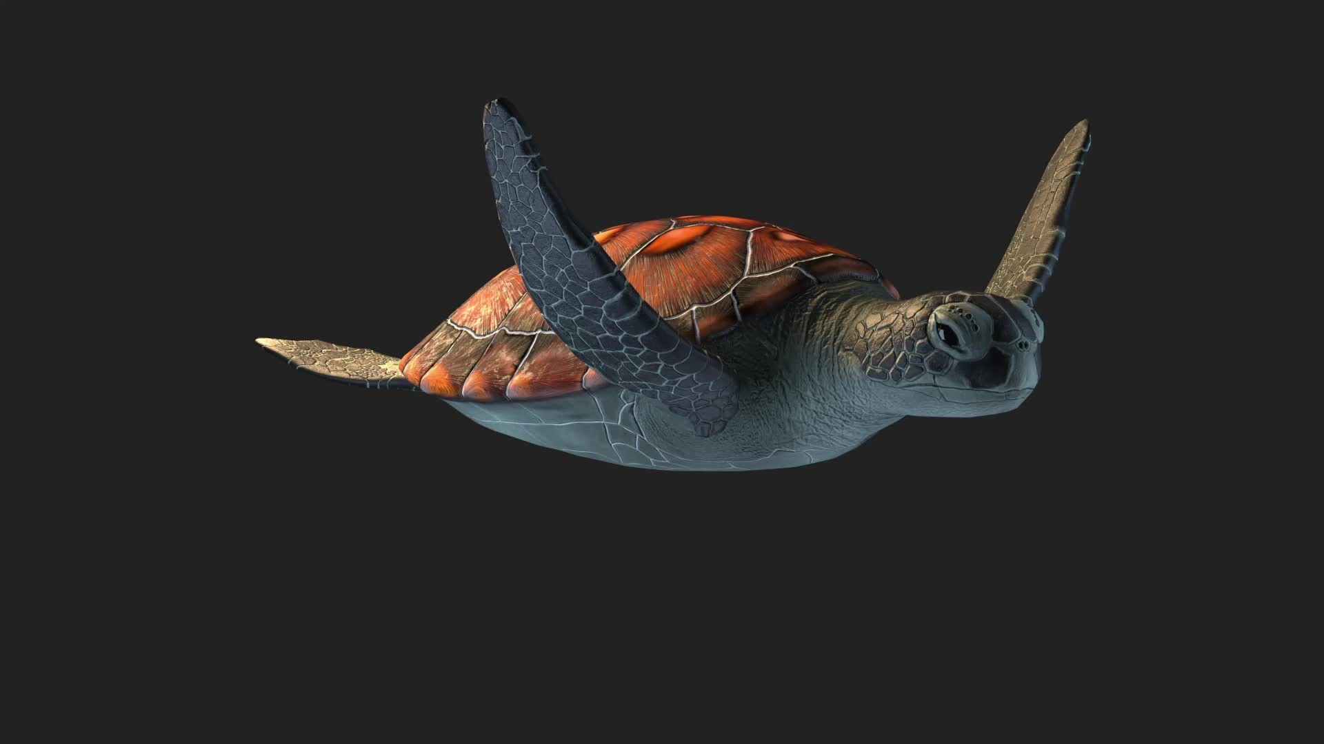 ArtStation - Turtle