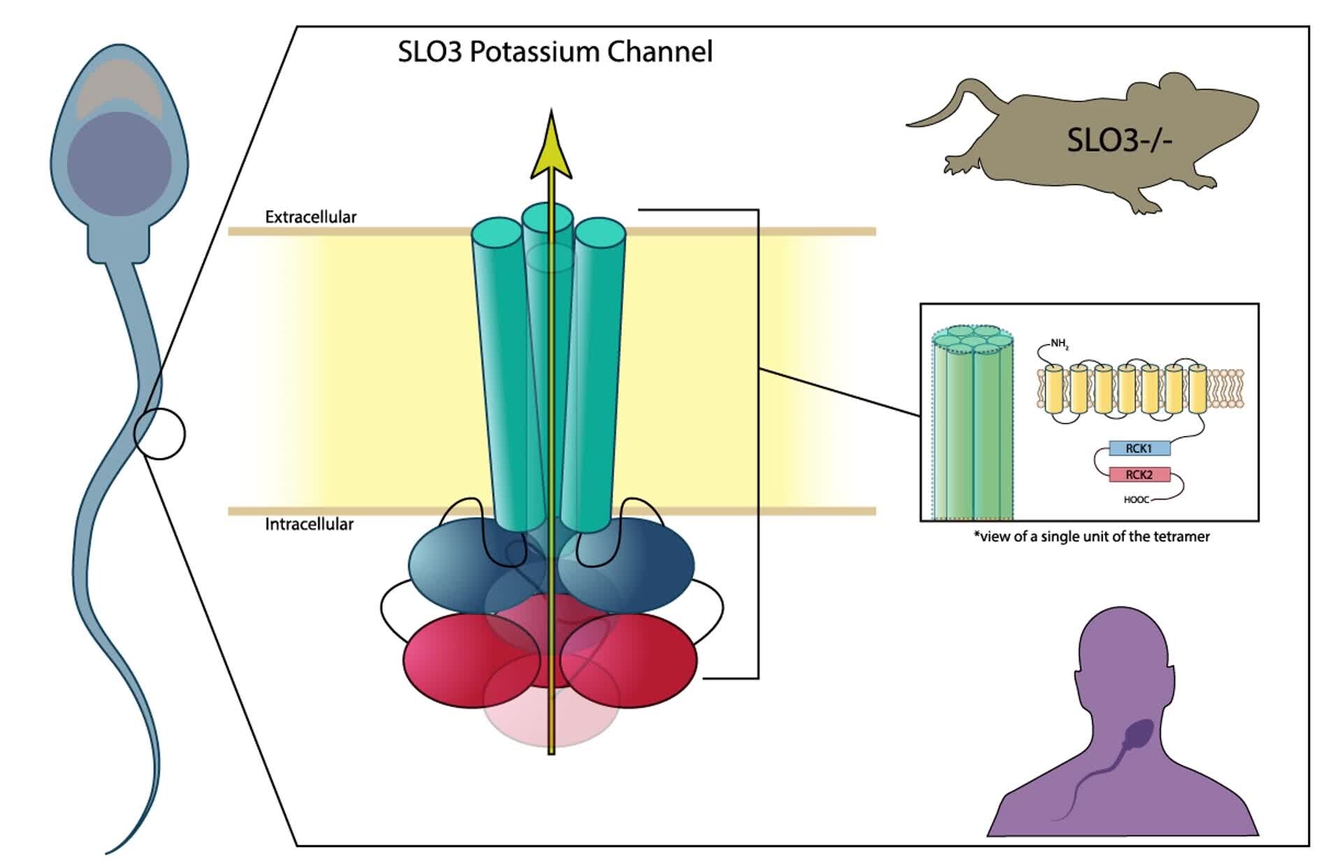 ArtStation - SLO3 Potassium Channel in Sperm Animation