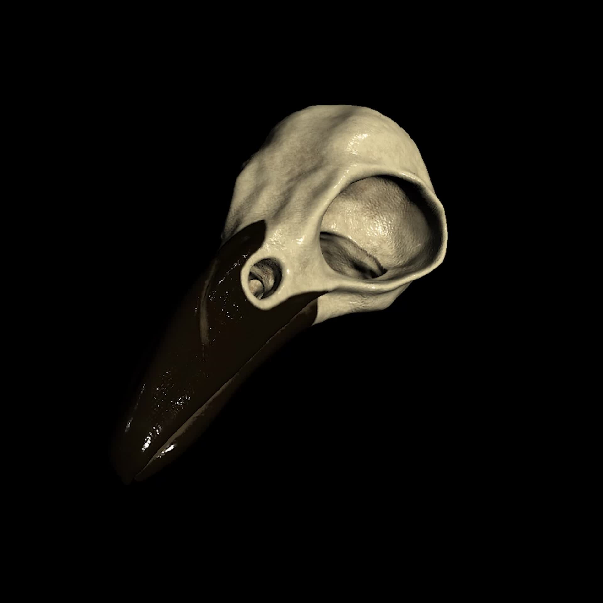 ArtStation - Raven Skull