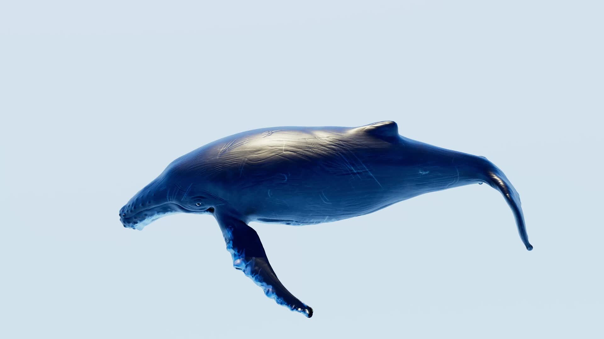 ArtStation - Humpback whale animation