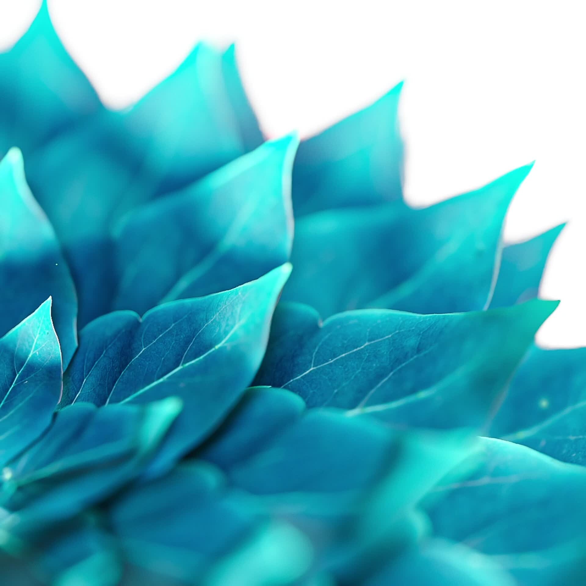 ArtStation - Flower loop