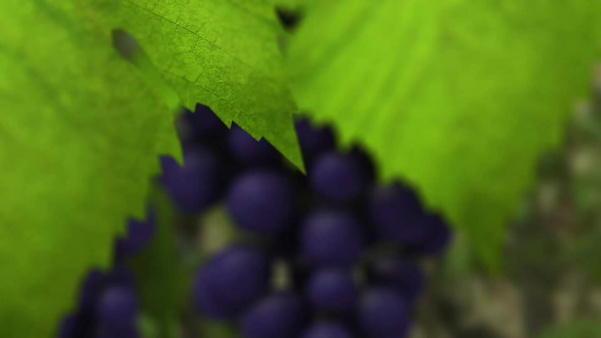 ArtStation - Fresh Grapes / After Effects