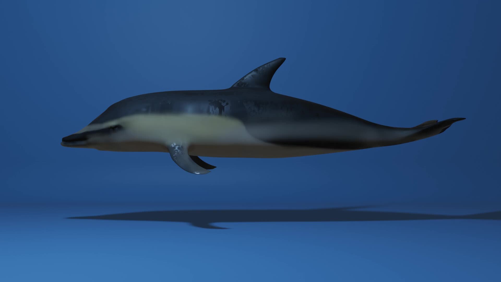 ArtStation - Common dolphin