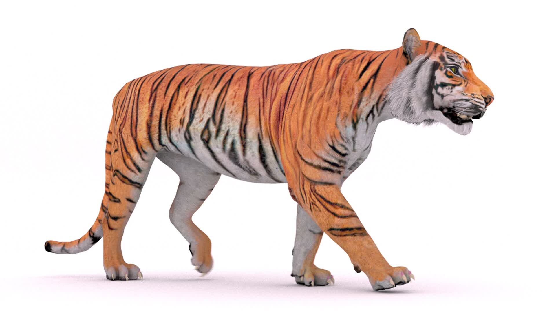 ArtStation - Tiger Walk cycle