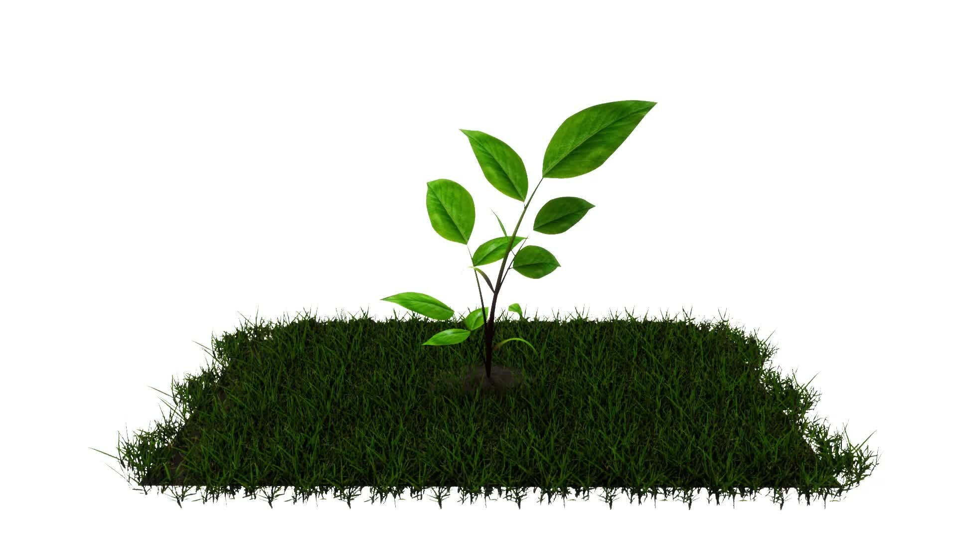 ArtStation - Plant Growth 3D for Allen Digital