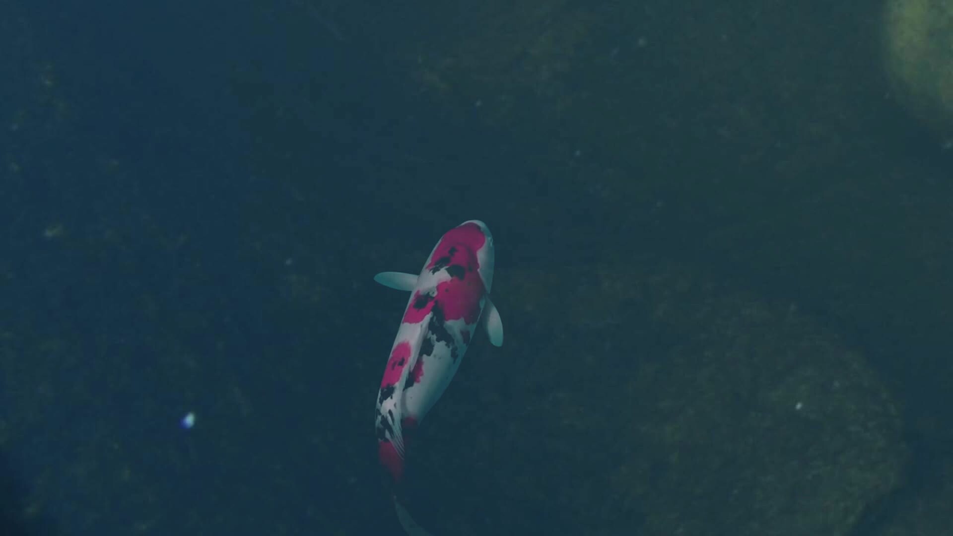 ArtStation - VFX Rotoscoping Fish NUKE