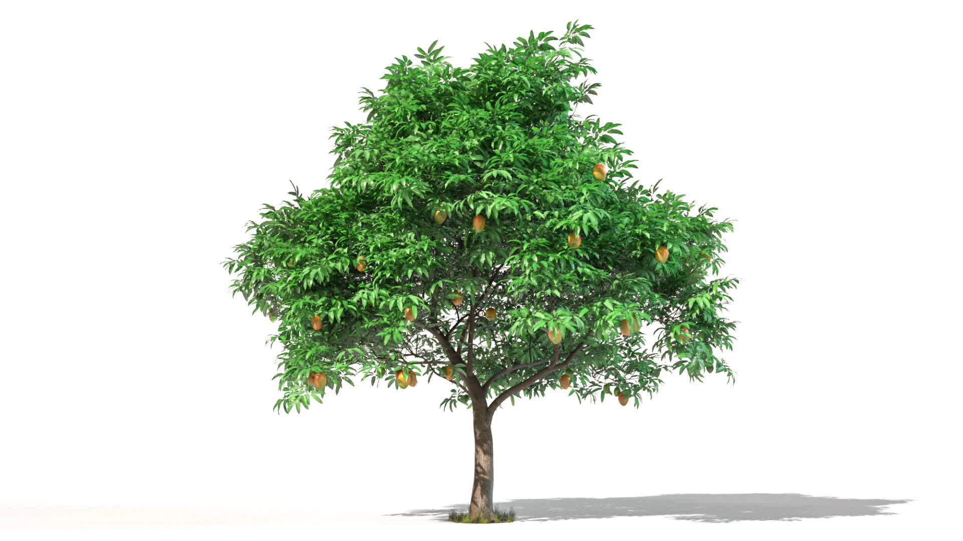 ArtStation - Animated mango tree