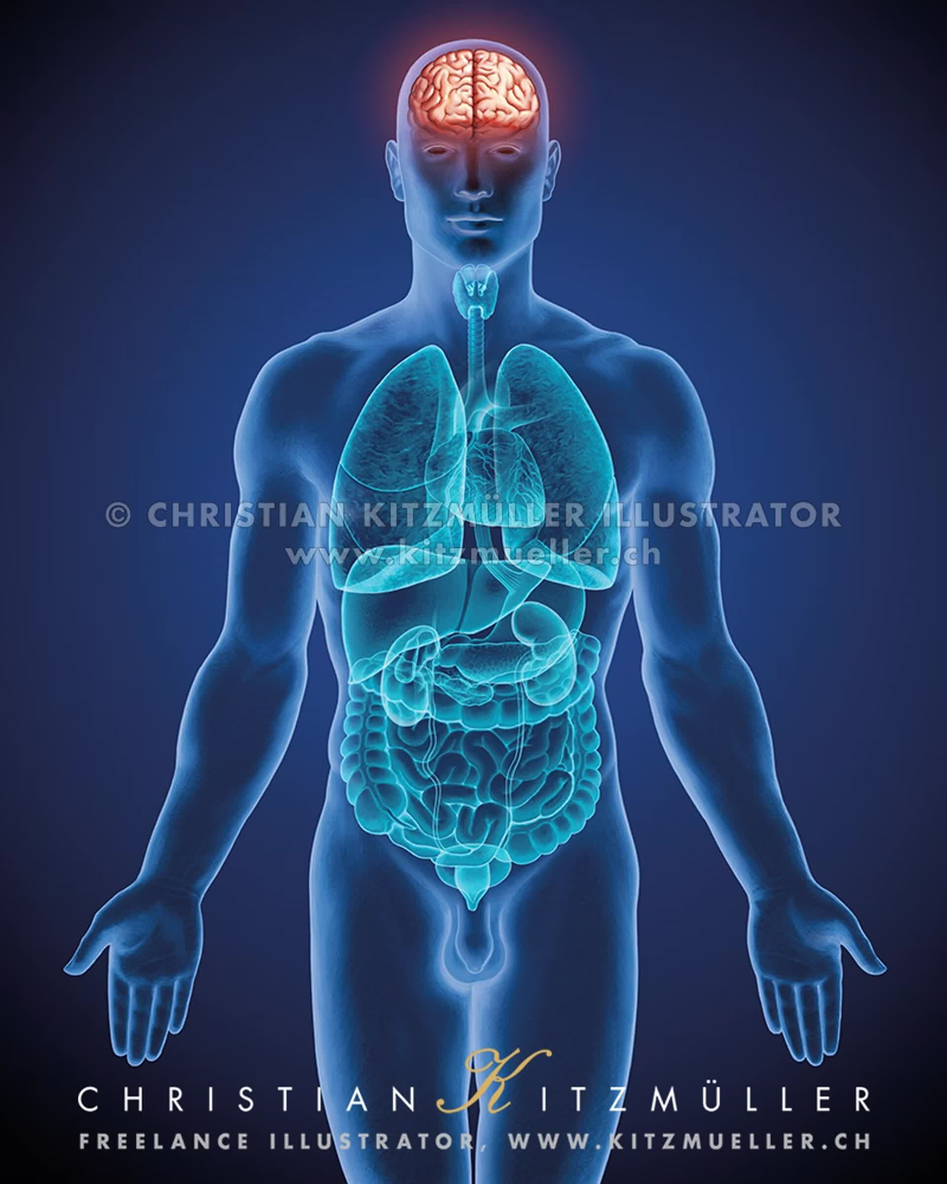 ArtStation - Human Organs