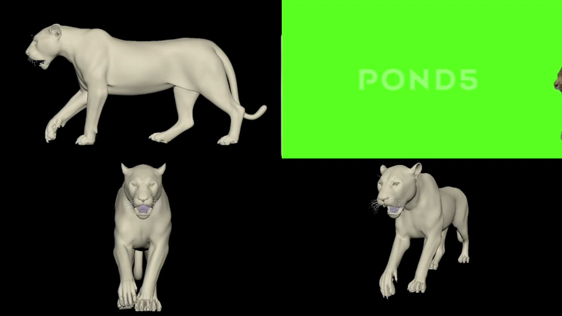 ArtStation - Tiger Walk Cycle