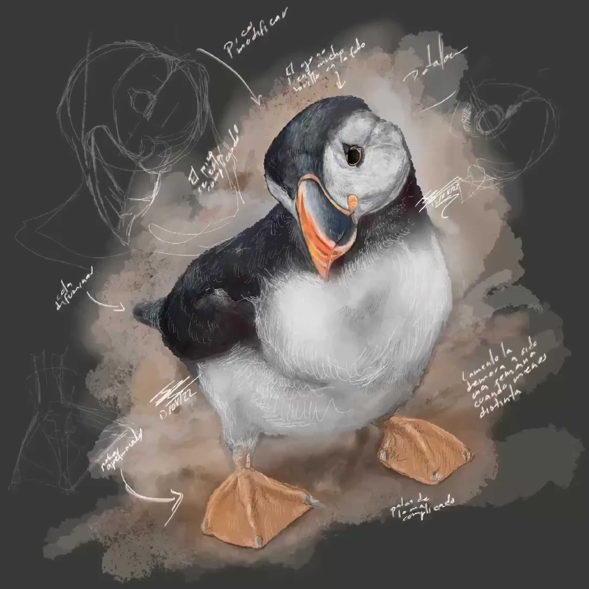 ArtStation - Puffin