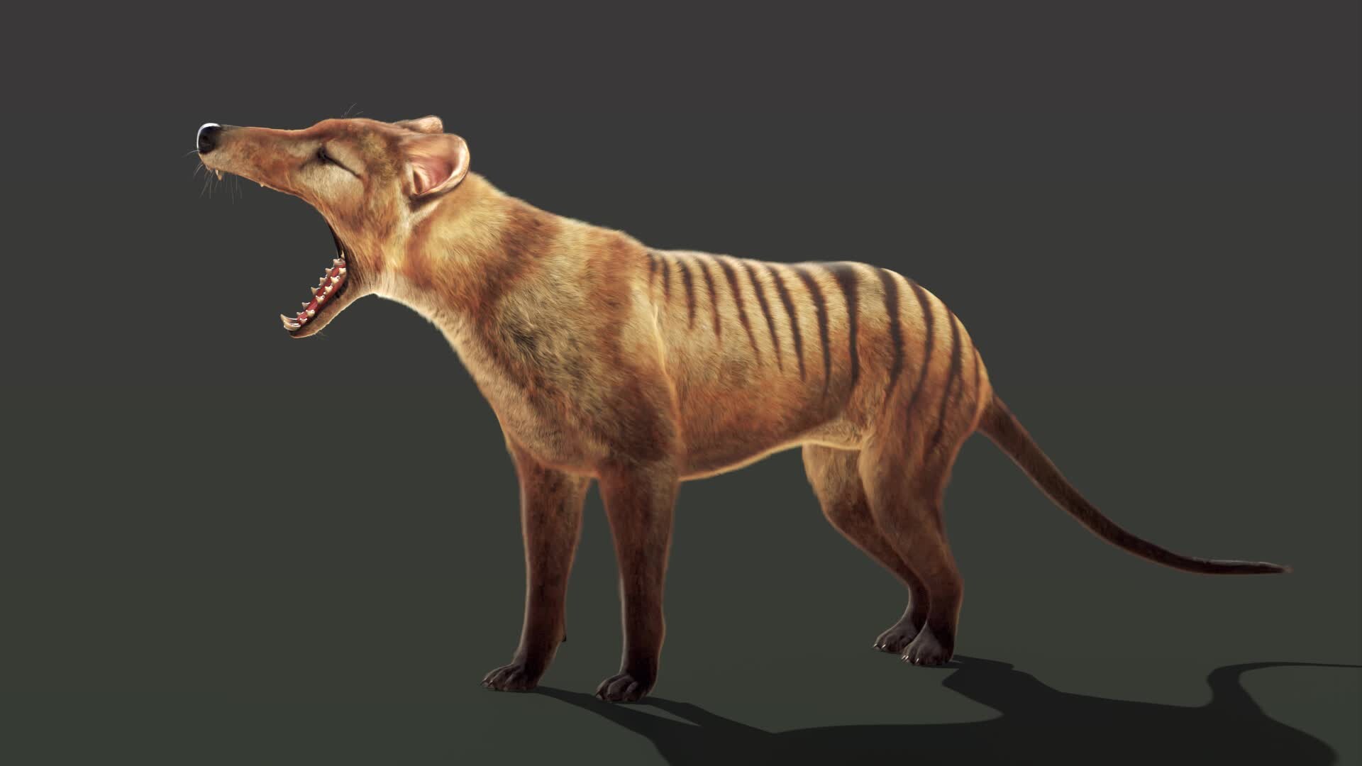 ArtStation - Thylacine